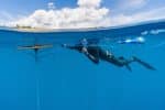 Freediving for beginners - Tips on How To Start Freediving
