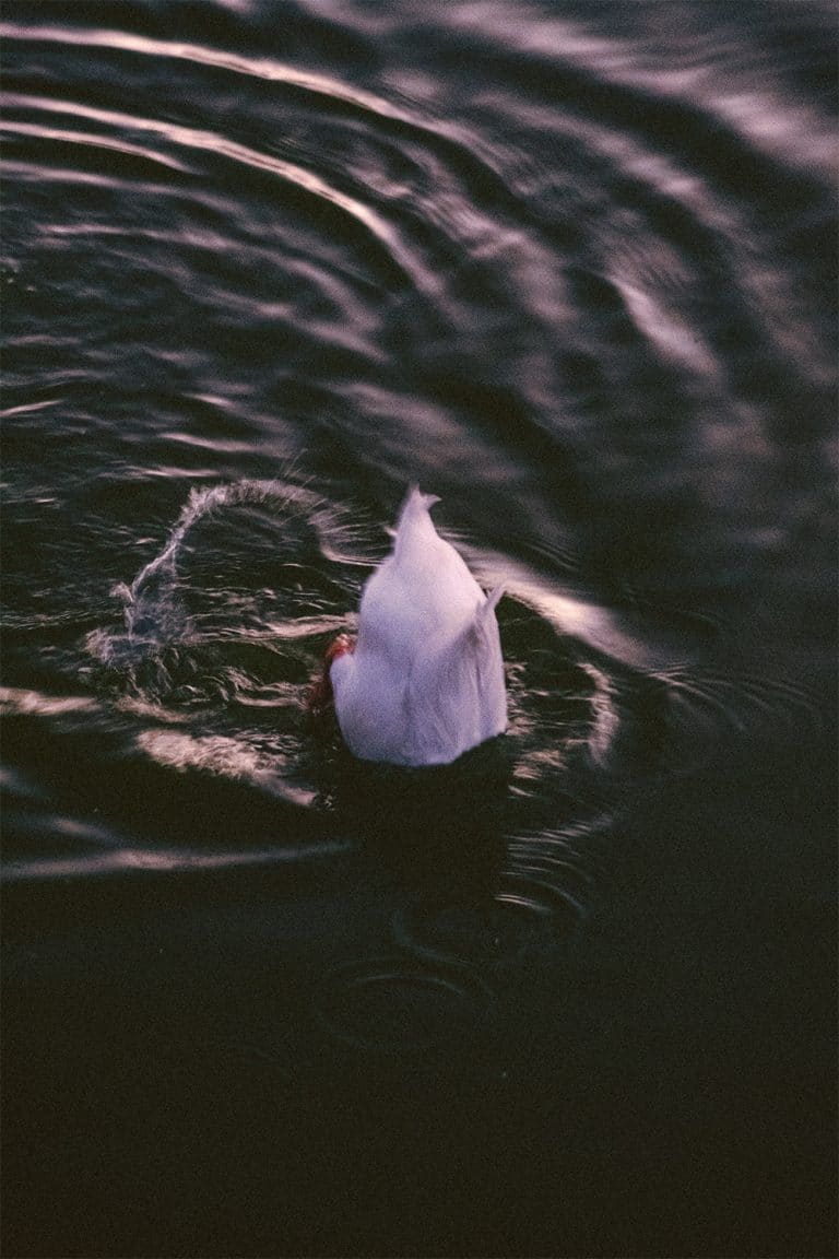 Duck Dive Like a Pro: Tips for Freedivers